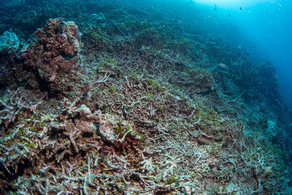 A SURFACE SWIM: Beginners Guide to Coral… | Reef Expeditions